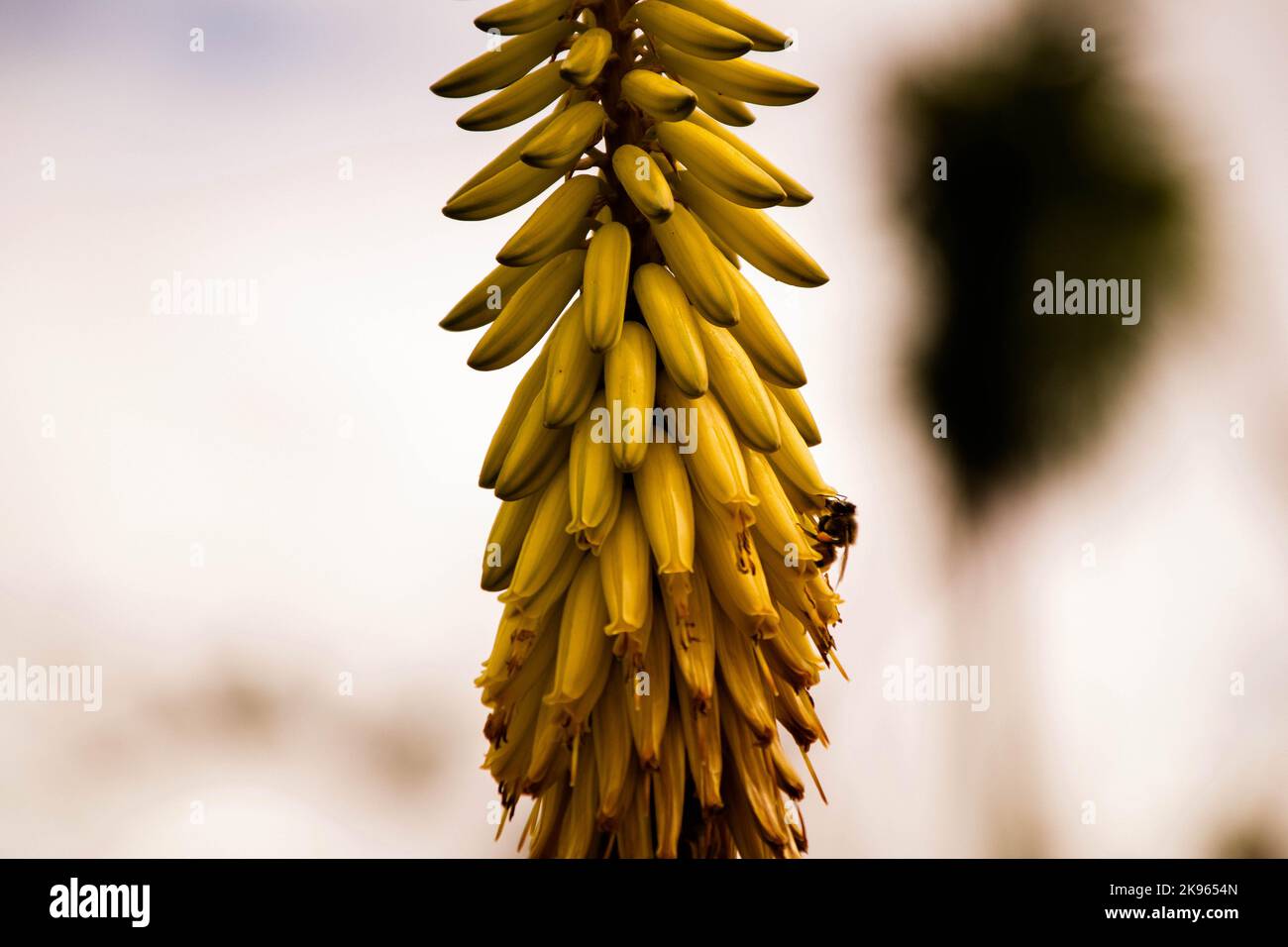 A cluster of bananas hanging from a tree Stock Photo - Alamy