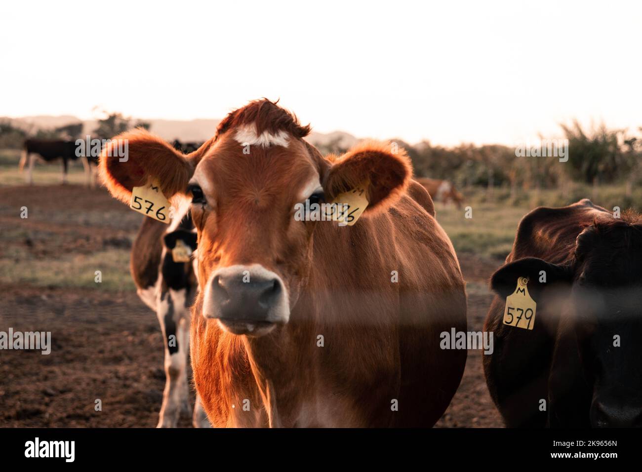 A herd of cows with number tags on a sunny day Stock Photo - Alamy