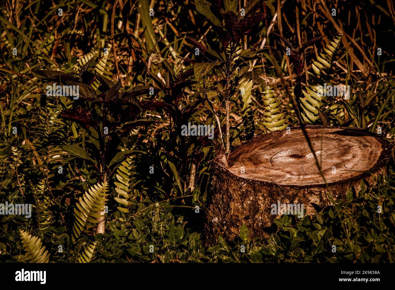 A tree stump in a garden surrounded by various plants Stock Photo - Alamy