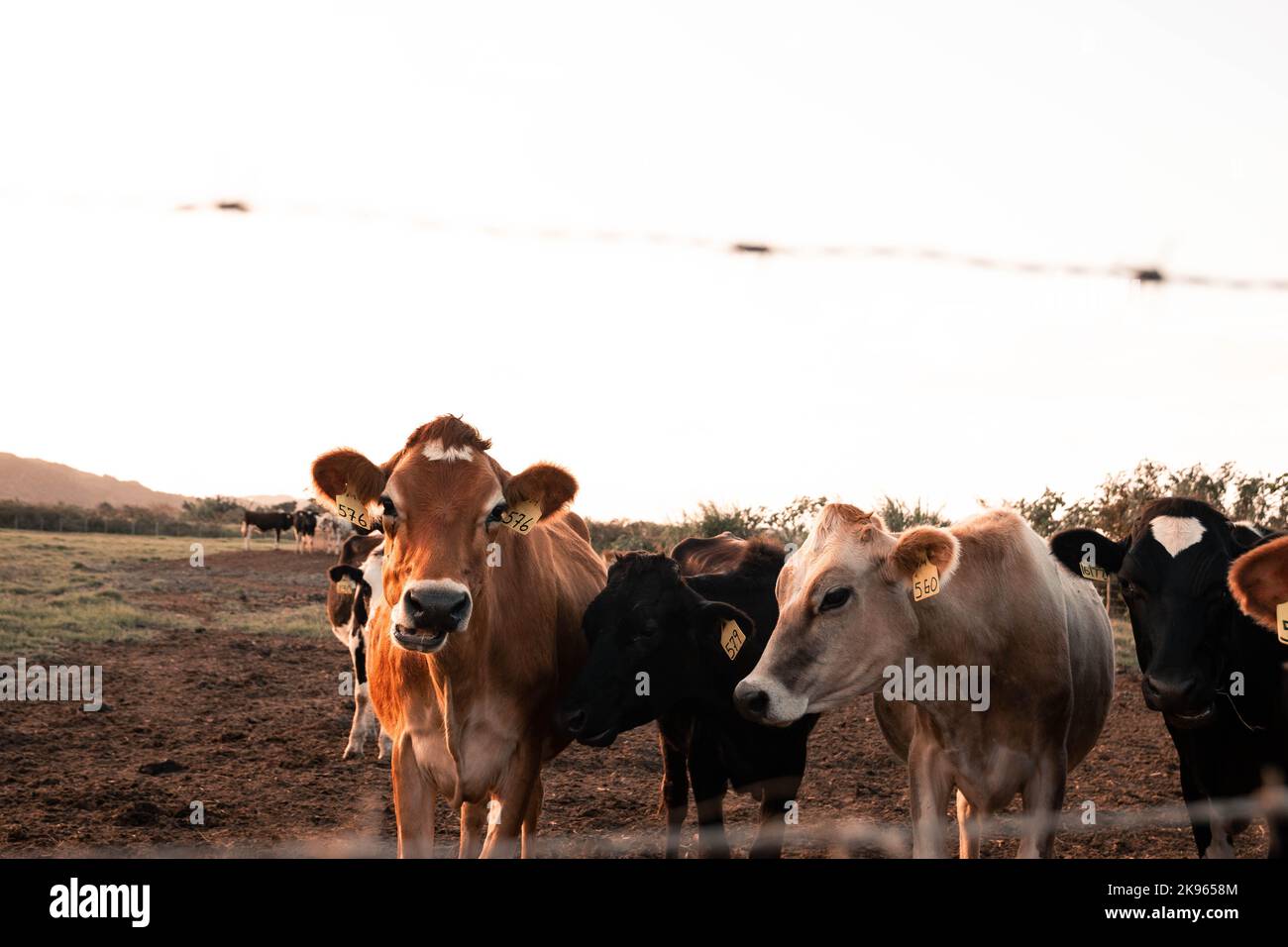 A herd of cows with number tags on a sunny day Stock Photo - Alamy