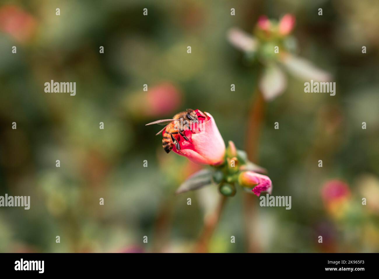 A closeup shot of a honey bee on a flower on blurry background Stock ...