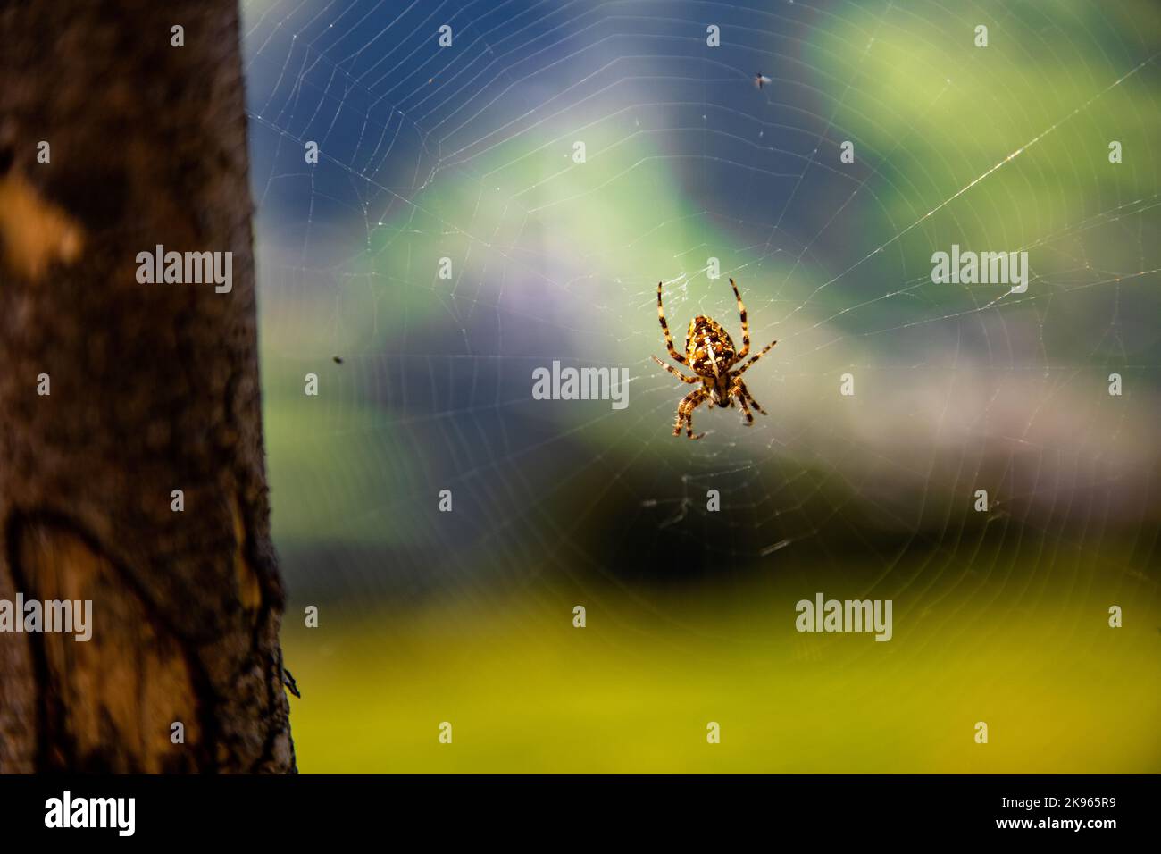 A close-up of a yellow stripped spider weaving a web Stock Photo - Alamy