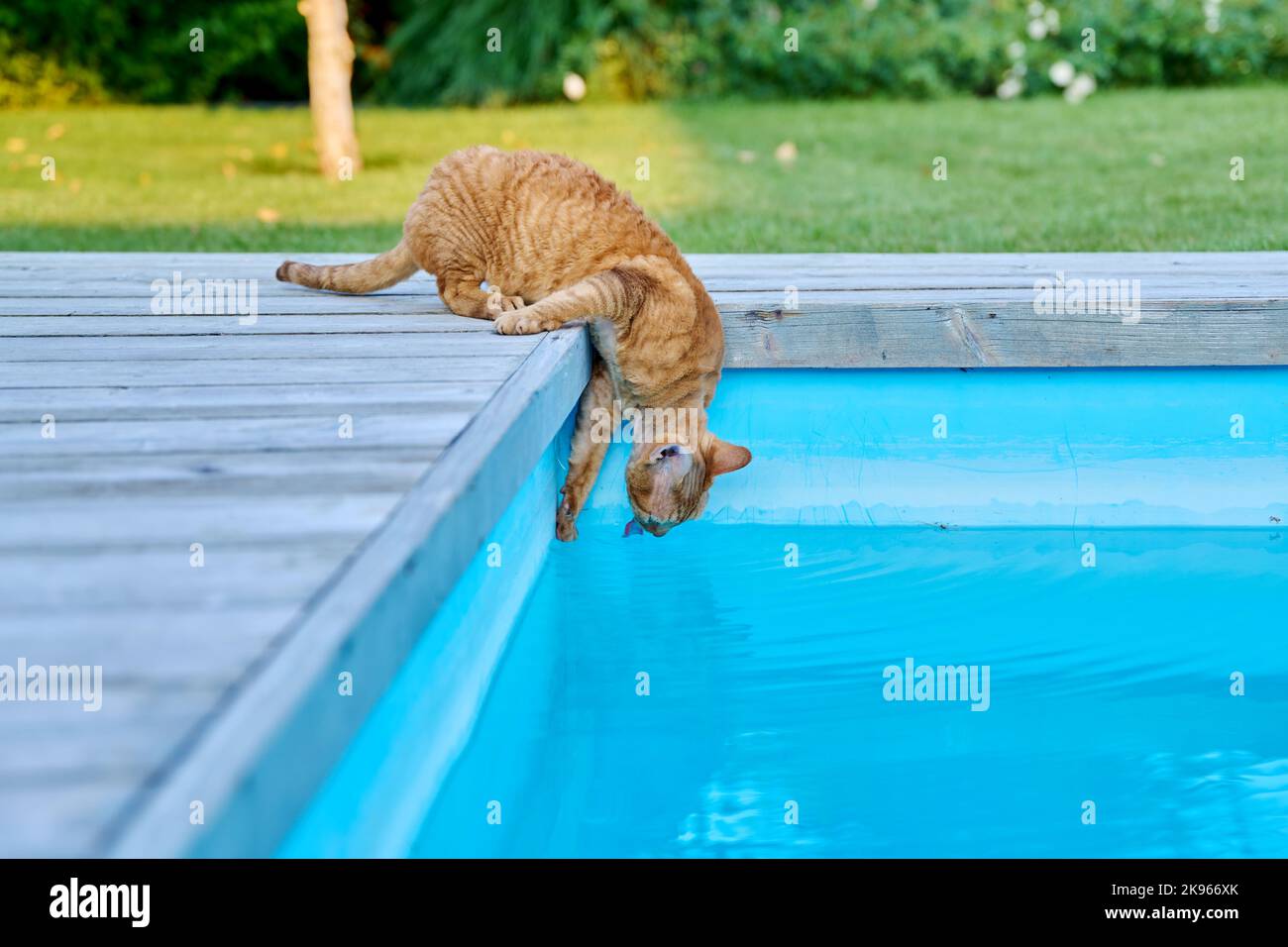 Domestic cat pet drinks water in outdoor pool in backyard Stock Photo ...