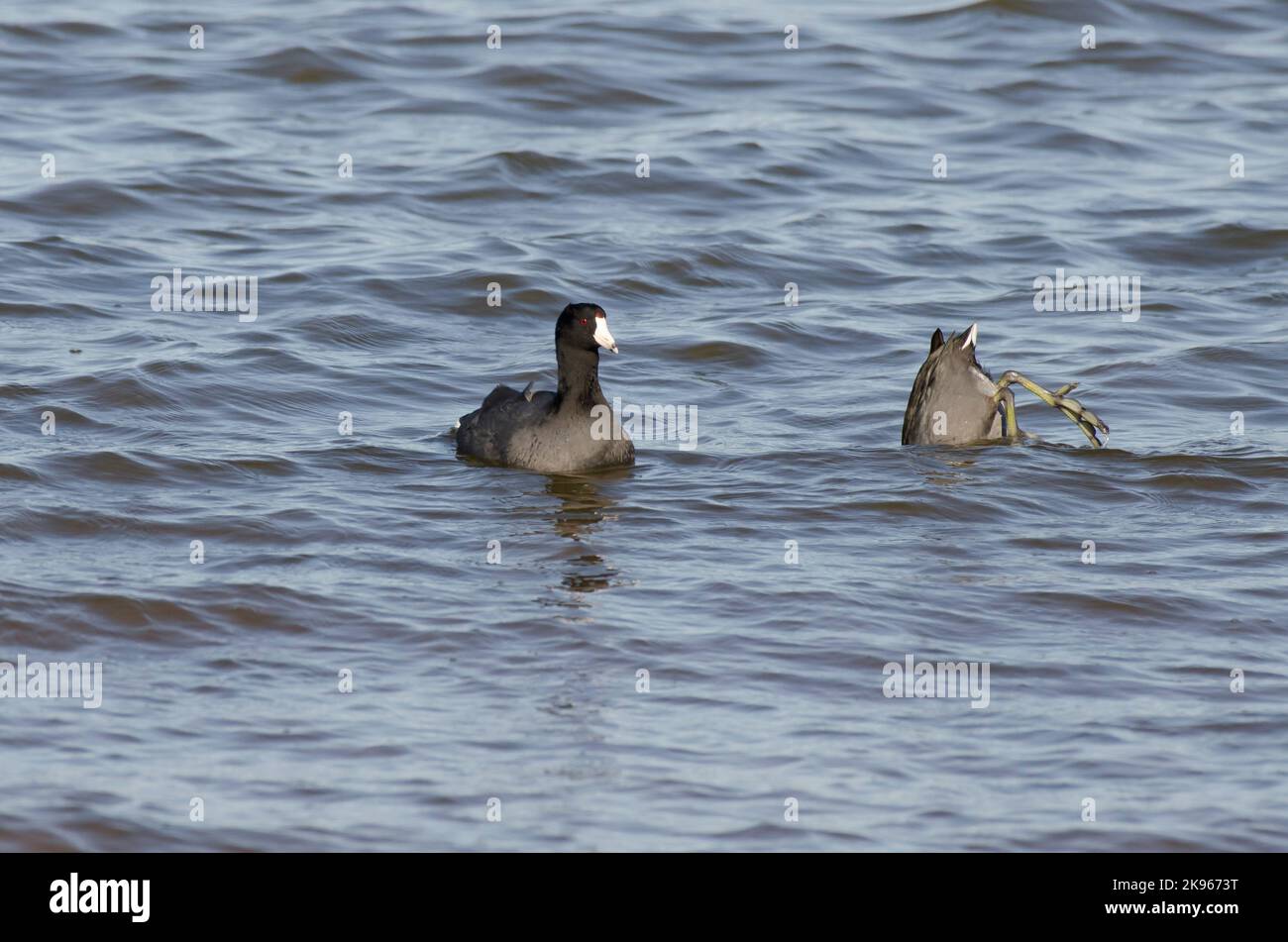 American Coots, Fulica americana, one tipped up to feed Stock Photo - Alamy