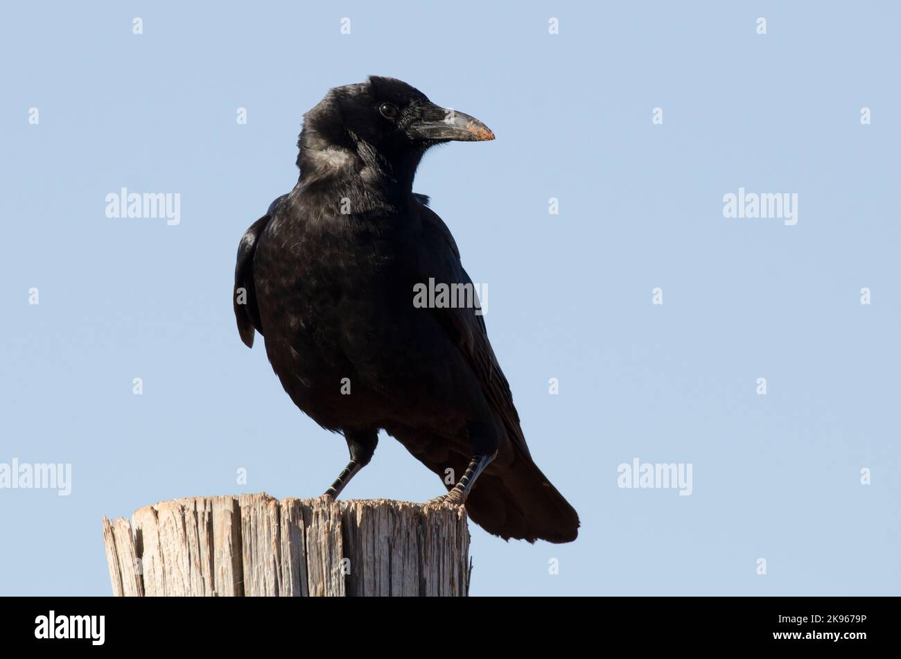 Side lit bird hi-res stock photography and images - Alamy