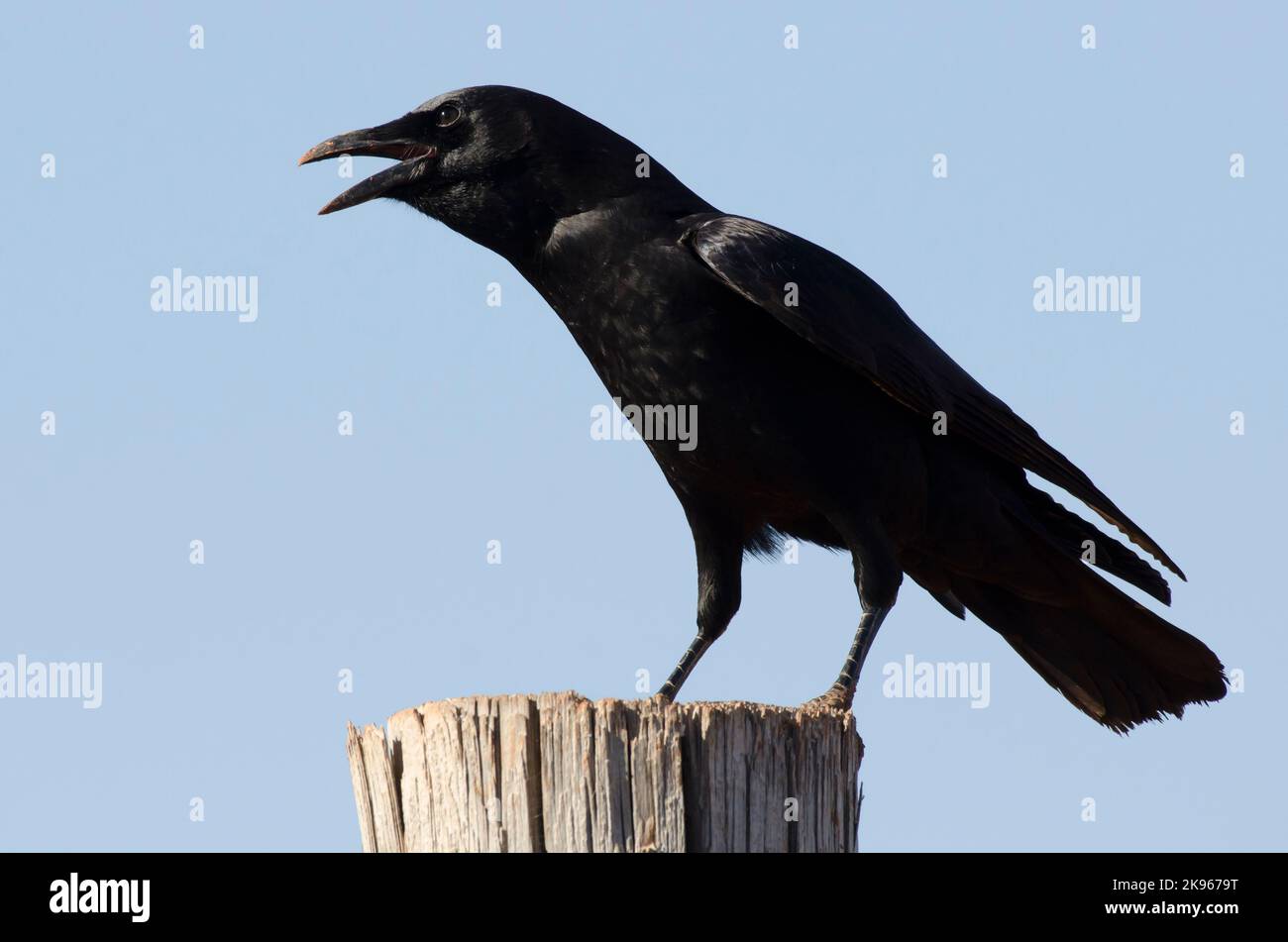 Cawing crow hi-res stock photography and images - Alamy