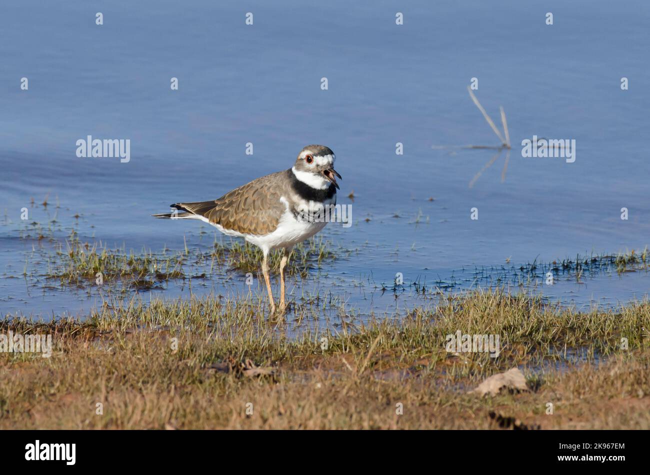 Killdeer charadrius vociferus calling hi-res stock photography and ...