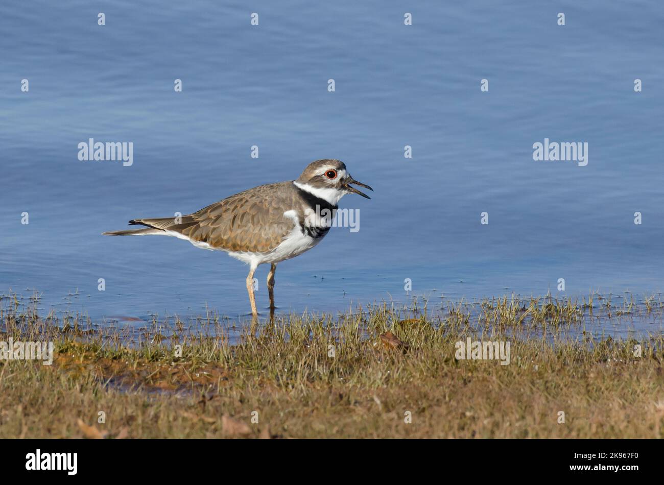 Killdeer, Charadrius vociferus, calling on lakeshore Stock Photo - Alamy