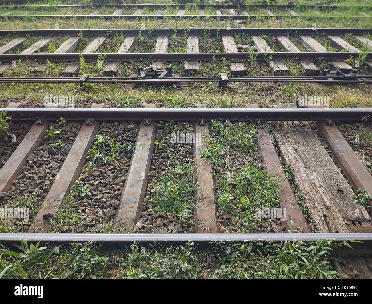 side view of weeds or grass in railroad with railroad sleepers, green ...