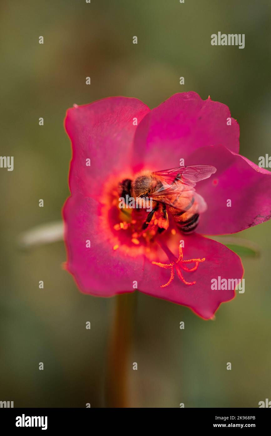 A vertical closeup shot of a honey bee on a flower on blurry background ...