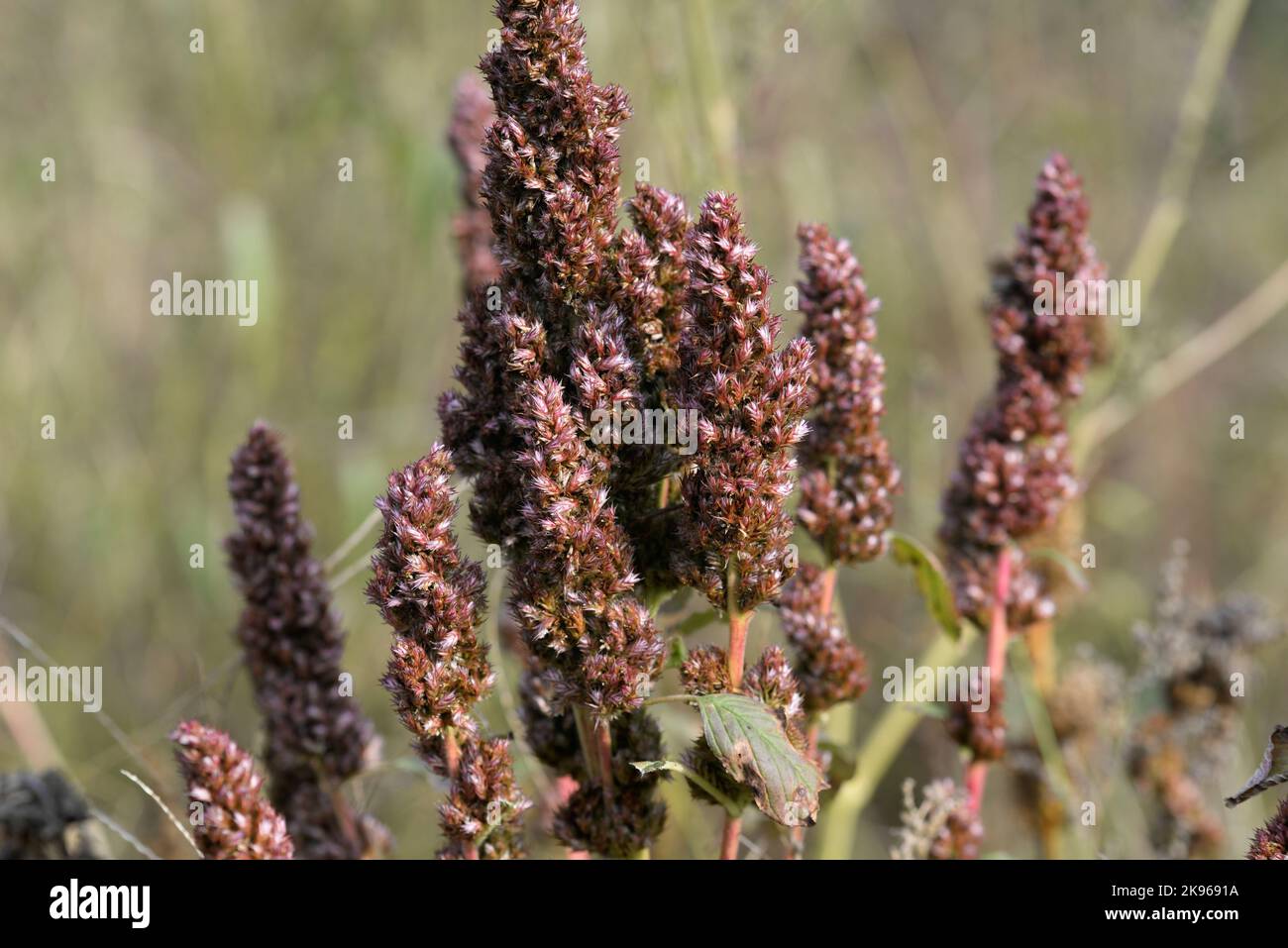 Green amaranth hi-res stock photography and images - Alamy
