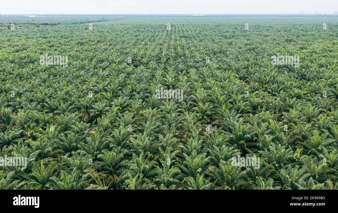 Aerial view, directly above a palm oil plantation in Malaysia ...