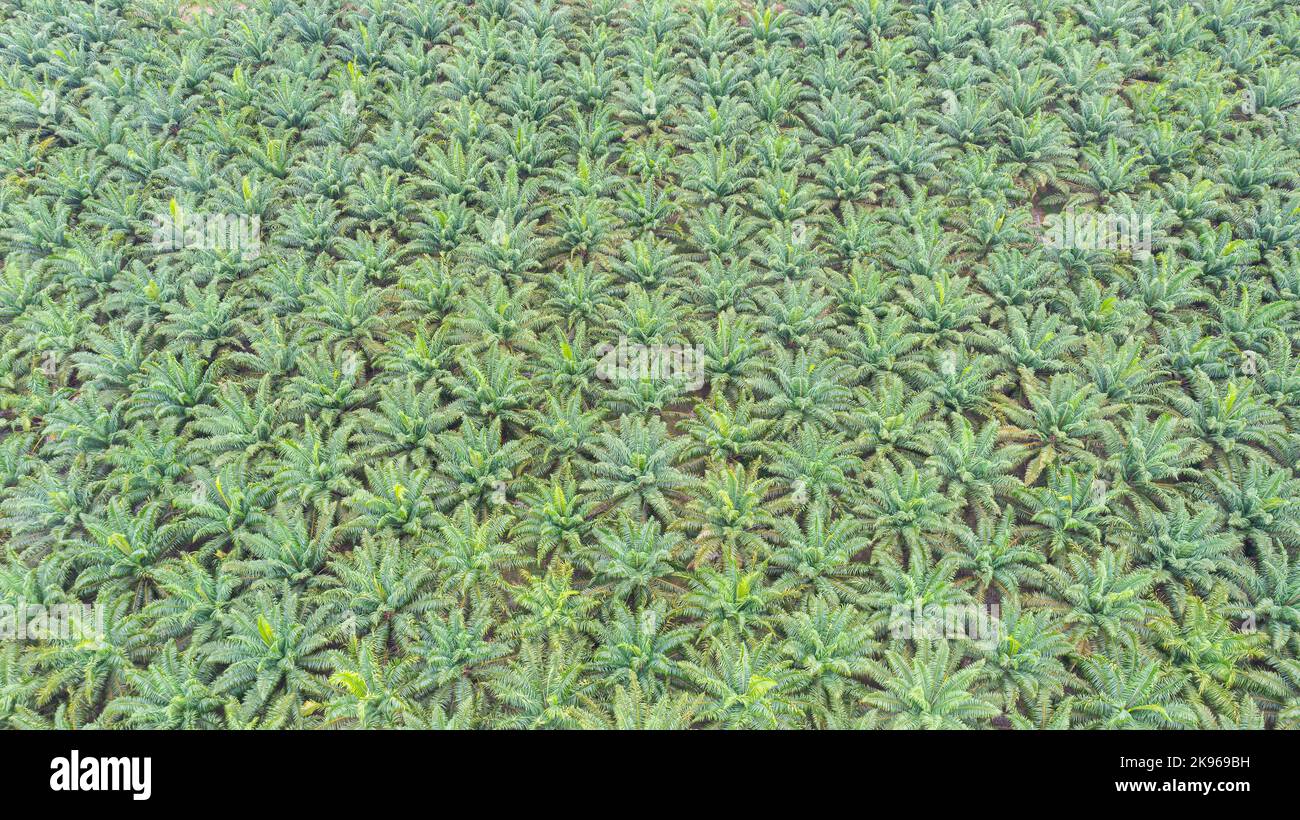 Aerial view, directly above a palm oil plantation in Malaysia ...