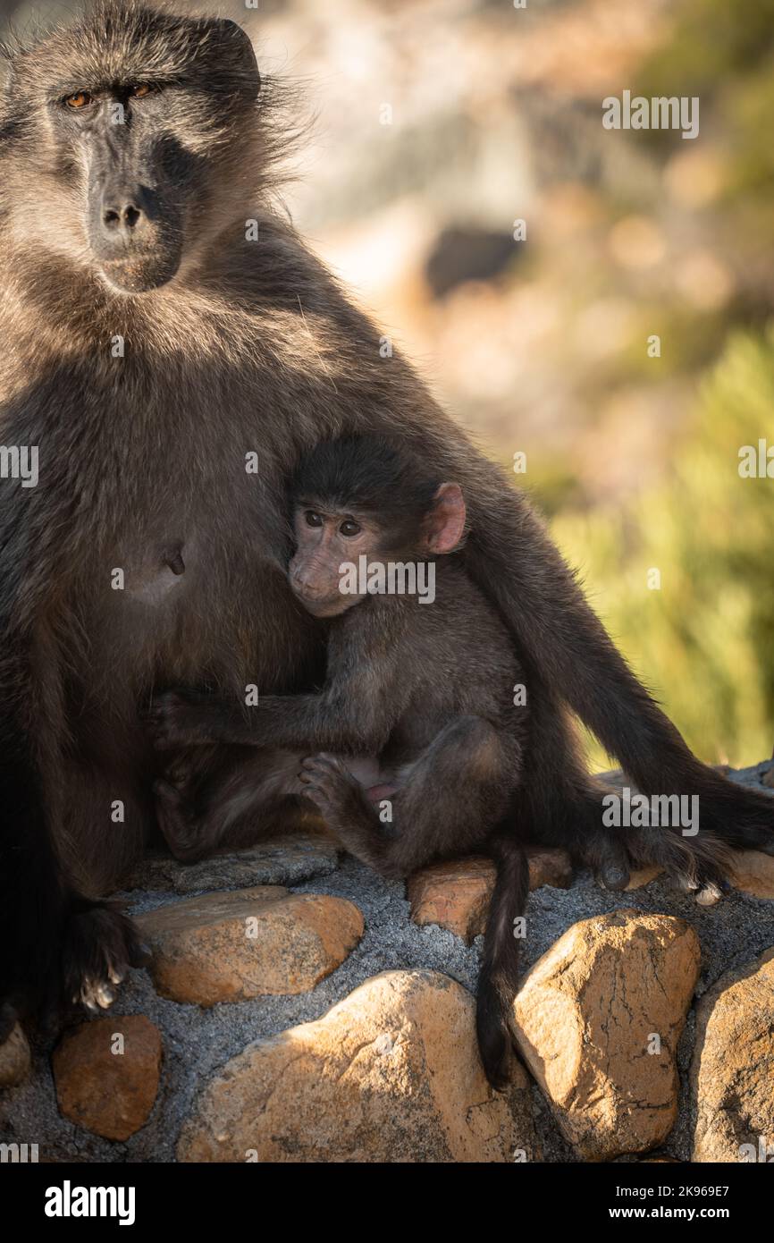 A monkey with its baby in South Africa Stock Photo - Alamy