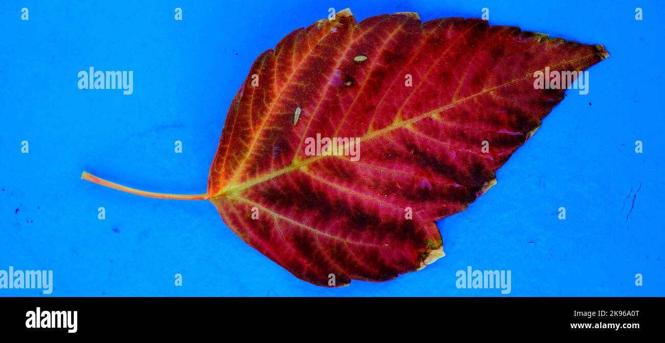 Detailed closeup of single red and orange fall leaf with background ...