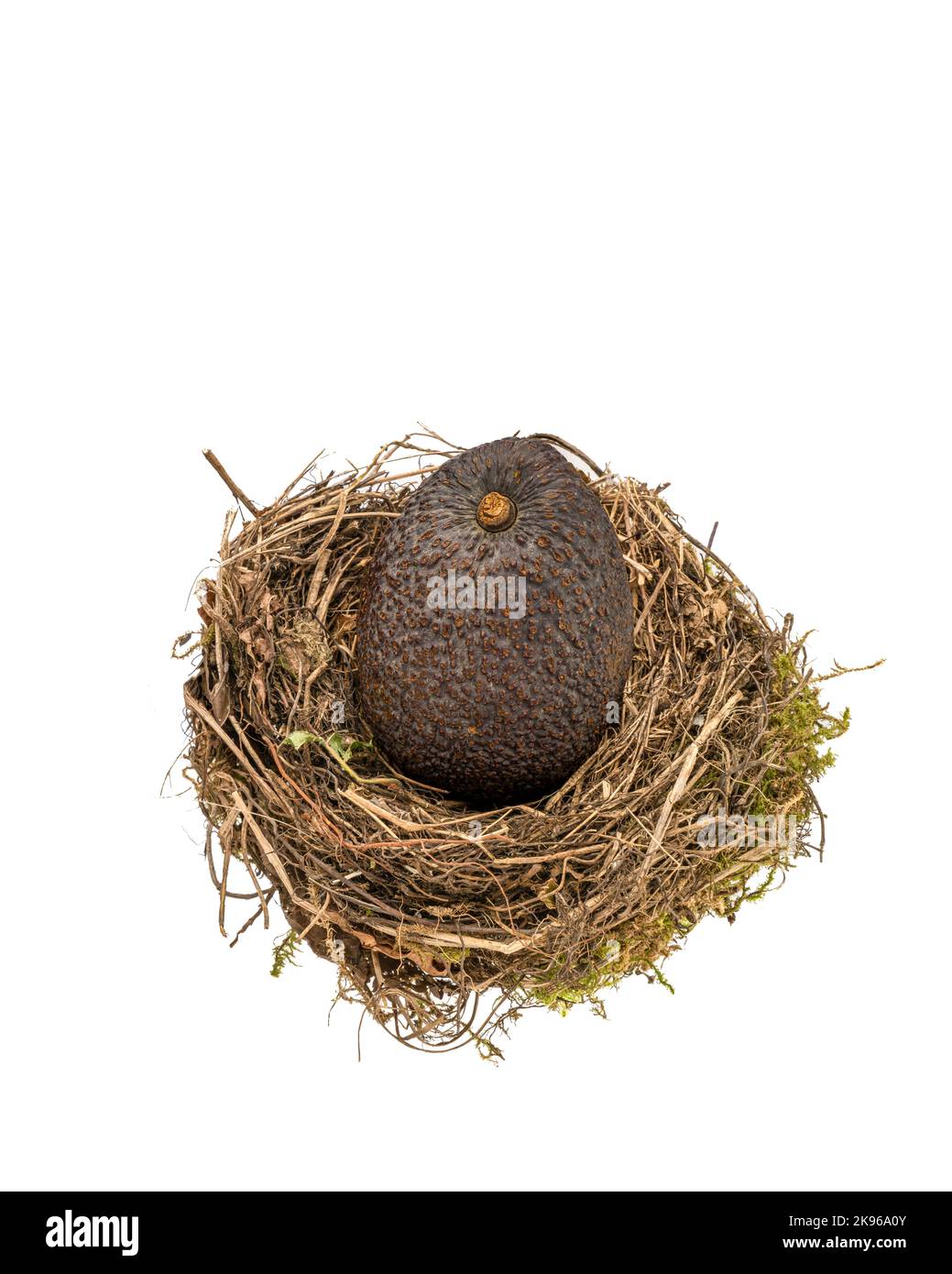 Birds nest with nesting avocado Stock Photo - Alamy