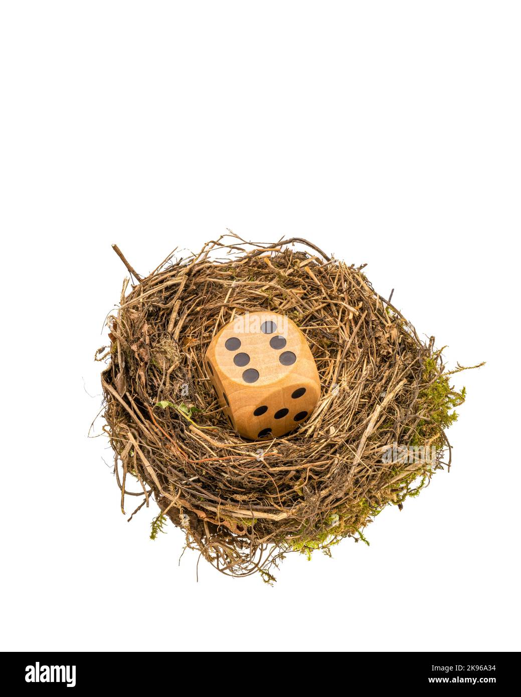 Birds nest with nesting dice showing 6 Stock Photo - Alamy