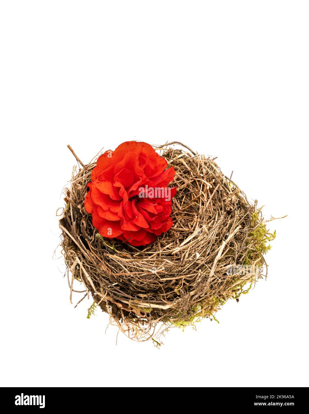 Birds nest with nesting rose Stock Photo - Alamy