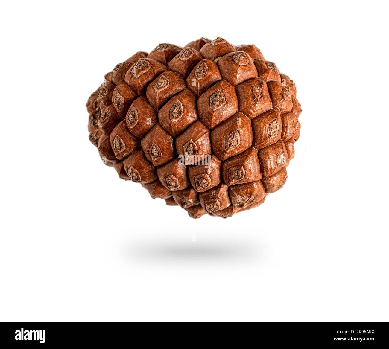 closed pine cone isolated on a white background Stock Photo - Alamy