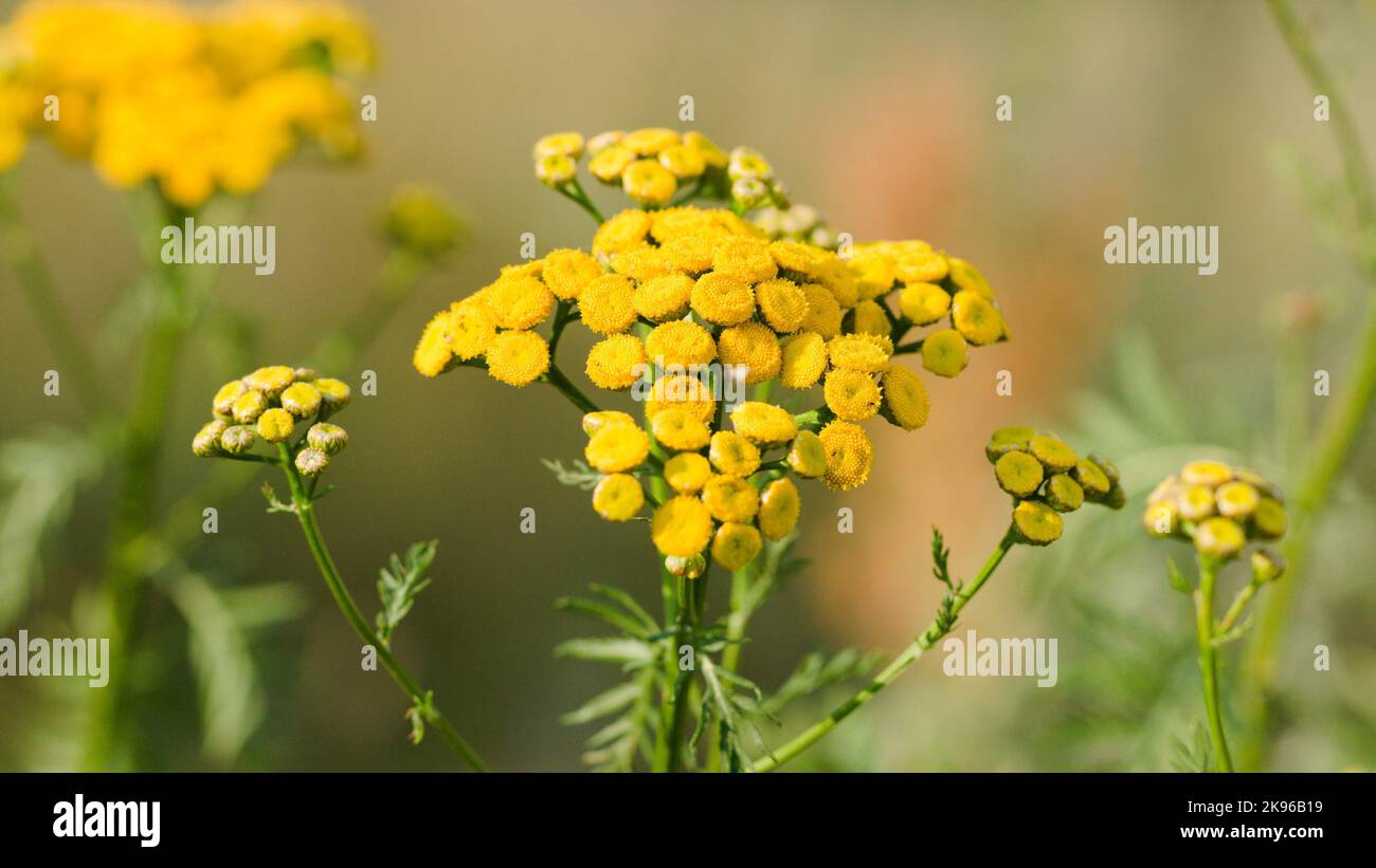 A close-up shot of Tansy plant in a blur Stock Photo - Alamy