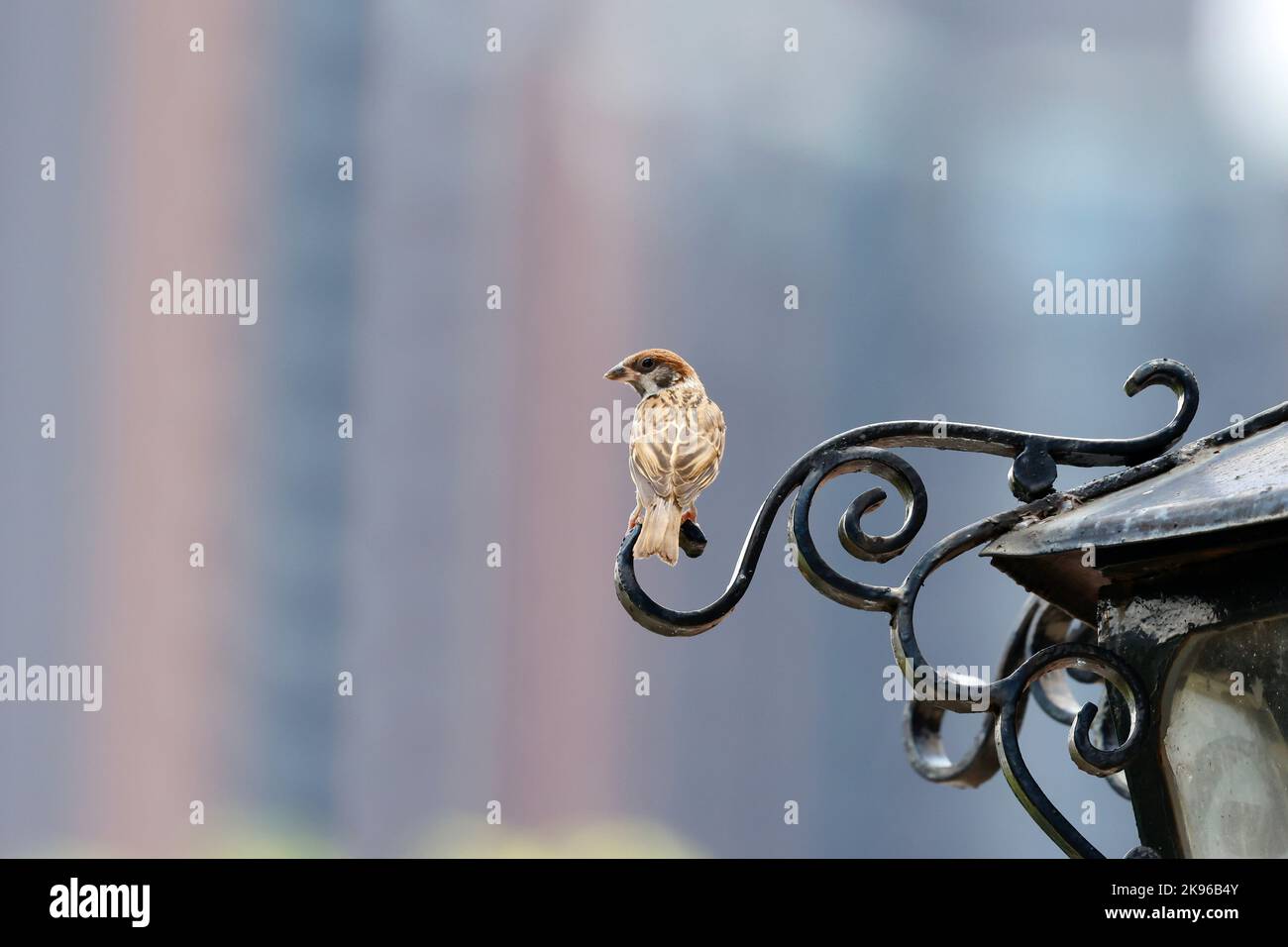 A selective focus of a small Eurasian tree sparrow on a metallic stand ...