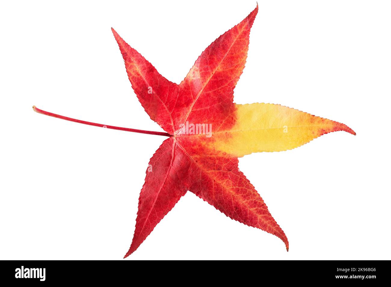 red and yellow autumn maple leaf isolated on white background Stock ...