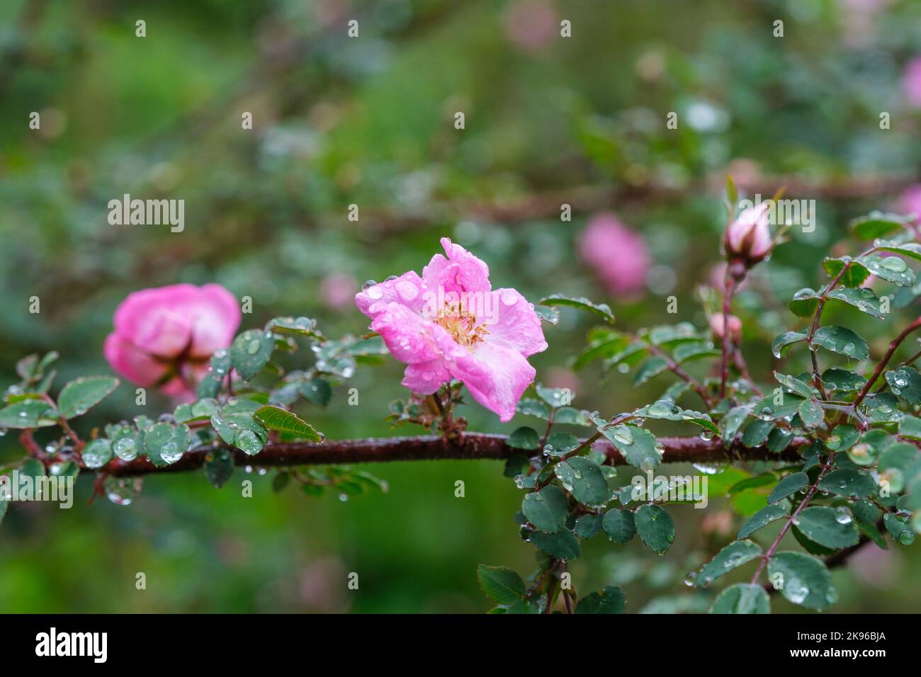 Rosa threepenny bit rose hi-res stock photography and images - Alamy