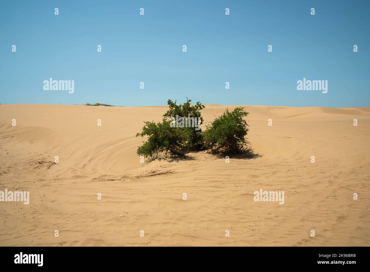 Green Bush in desert, Little Sahara State Park in Waynoka, Oklahoma on ...