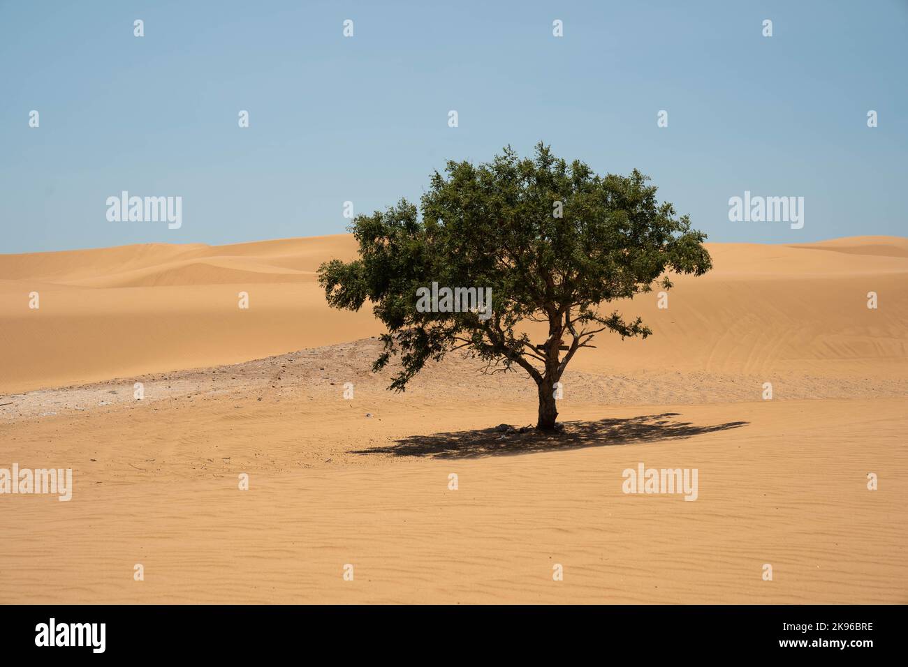 Green Tree in desert, Little Sahara State Park in Waynoka, Oklahoma on ...
