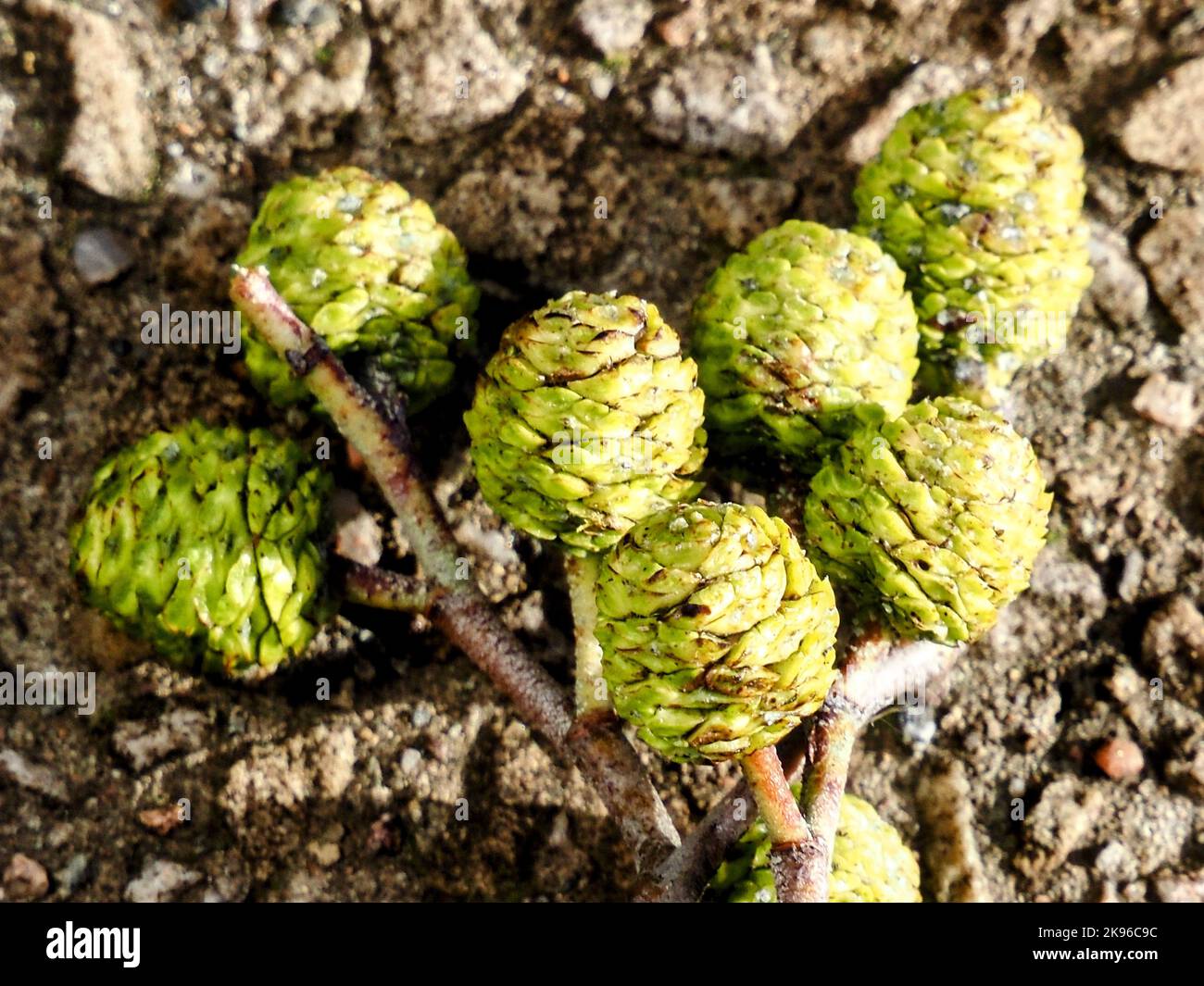 Ireland plants hi-res stock photography and images - Alamy