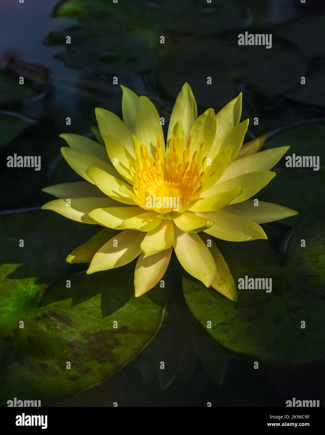 Nymphaea pinwaree hi-res stock photography and images - Alamy