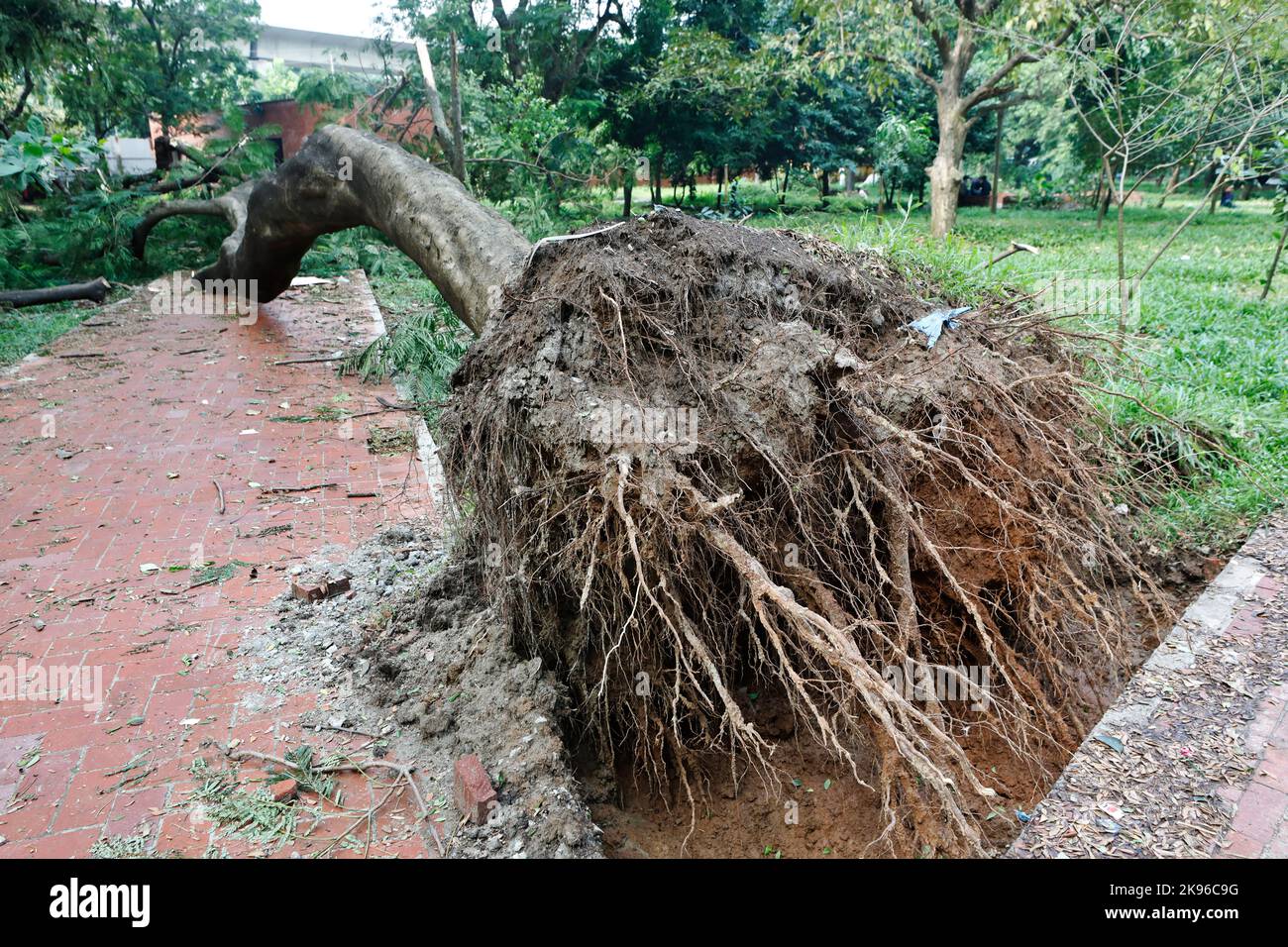 Dhaka, Bangladesh - October 26, 2022: Due to the impact of Cyclone ...