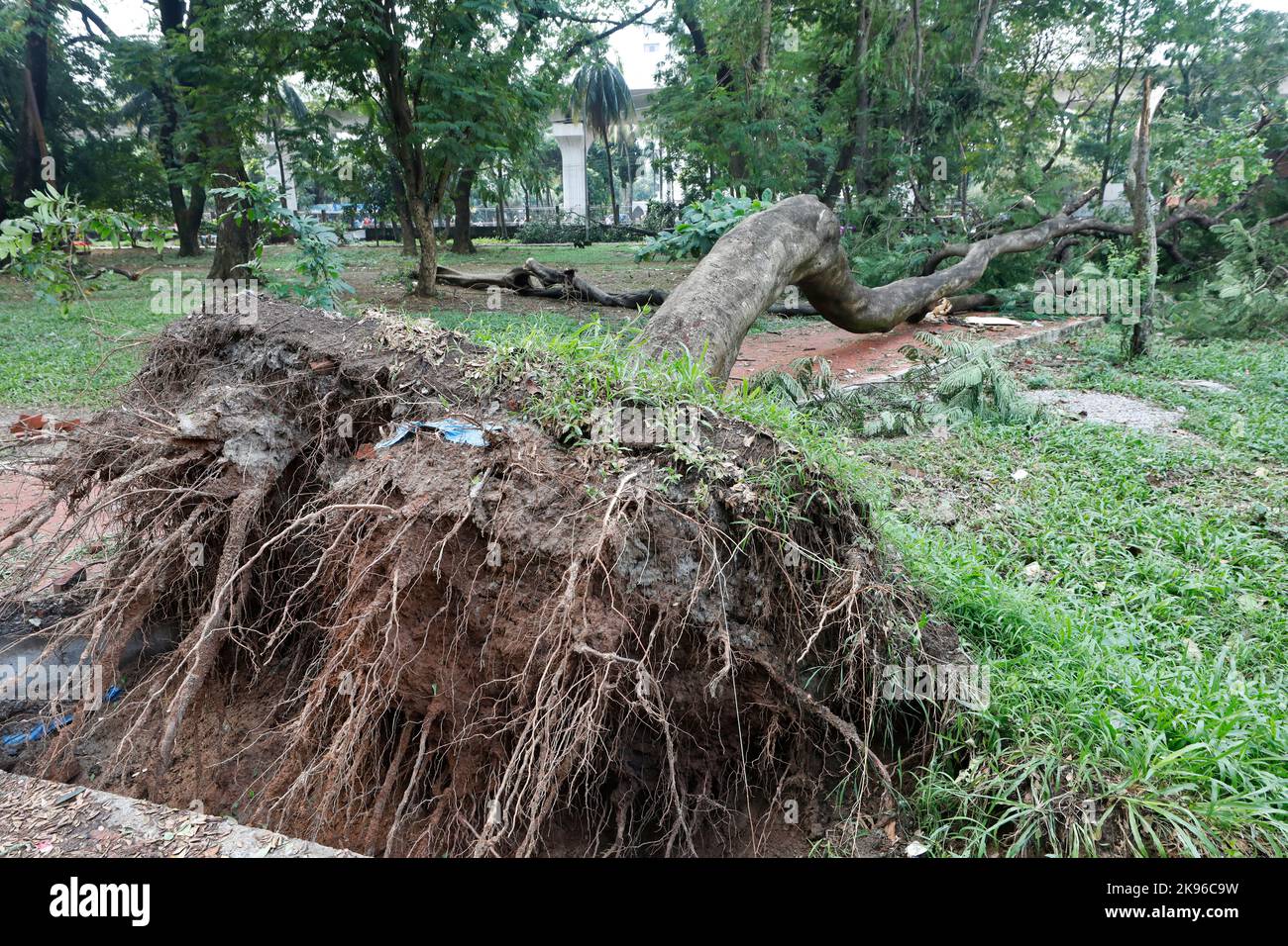 Dhaka, Bangladesh - October 26, 2022: Due to the impact of Cyclone ...