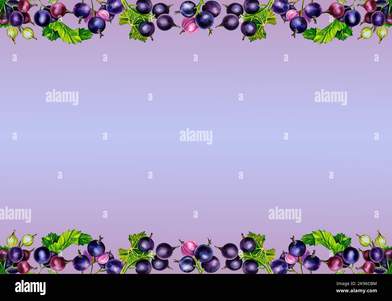 Blackcurrant, frame. Fresh natural health product. Watercolor ...
