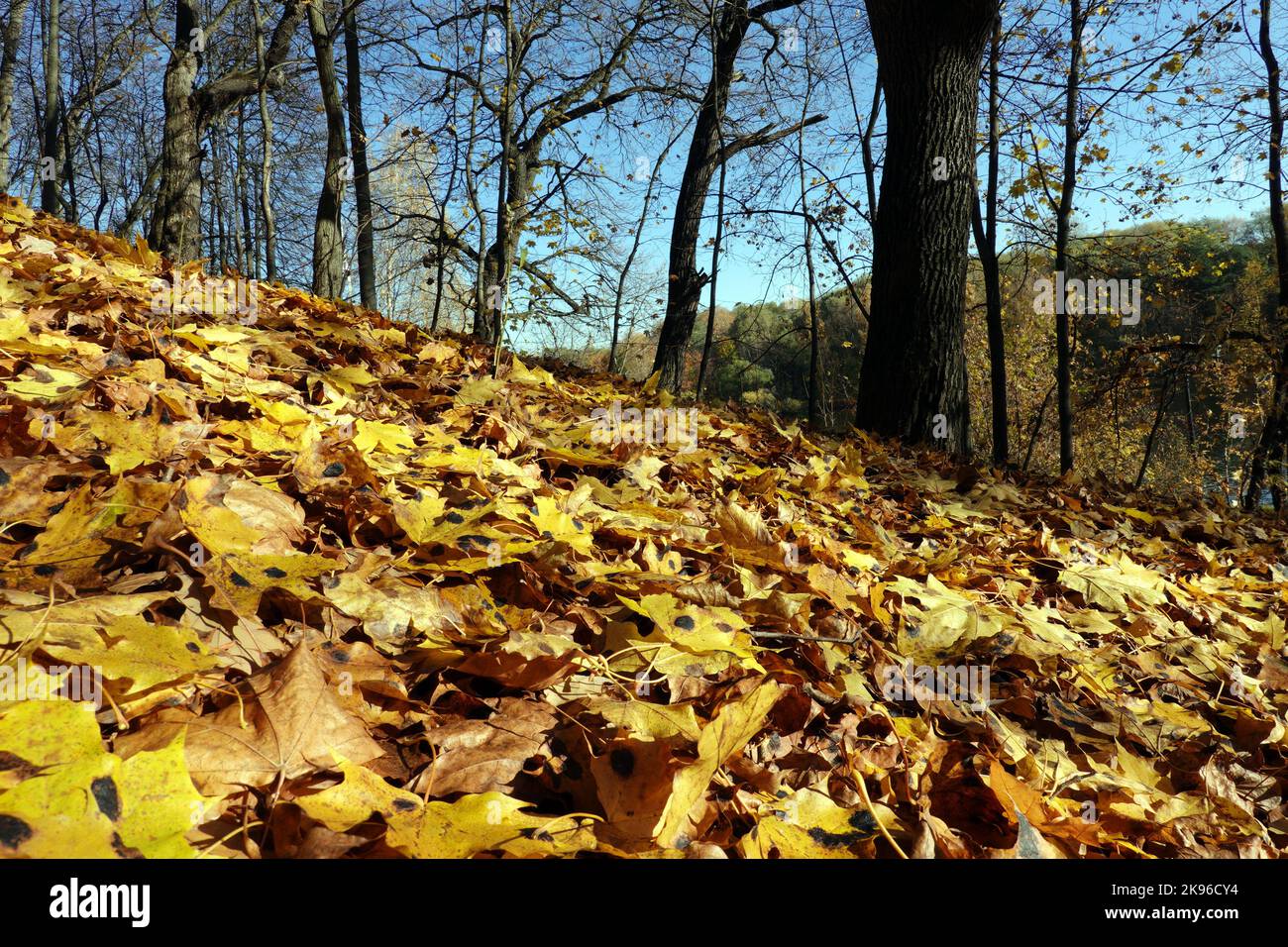 Golden and withered hi-res stock photography and images - Alamy