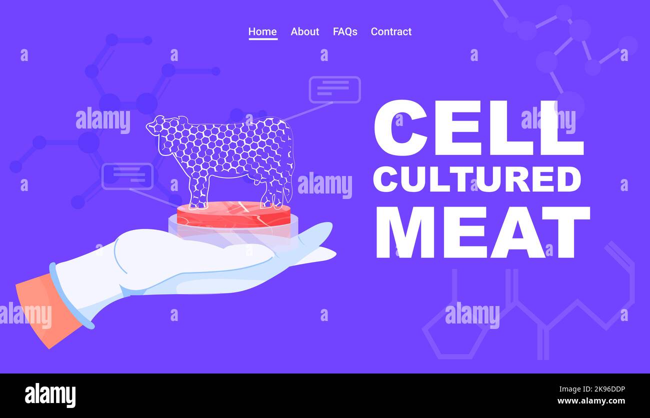 scientist hands analyzing dna of cultured red raw meat made from animal ...