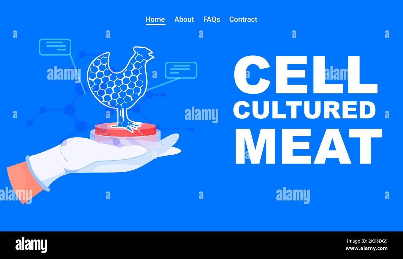 scientist hand analyzing dna of cultured red raw chicken meat made from ...