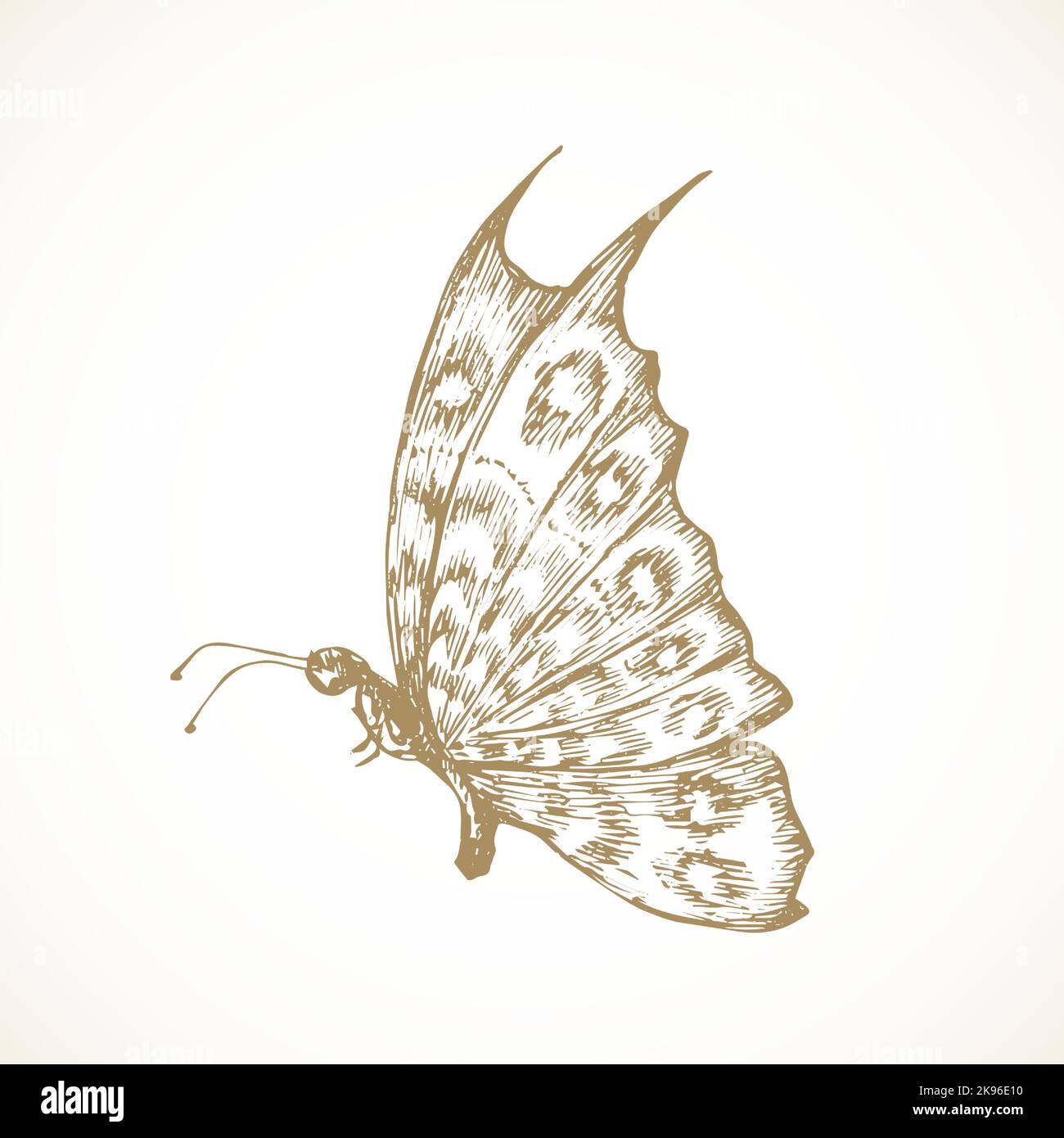 Cottagecore style butterfly sie view. Hand Drawn Sketch Vector ...