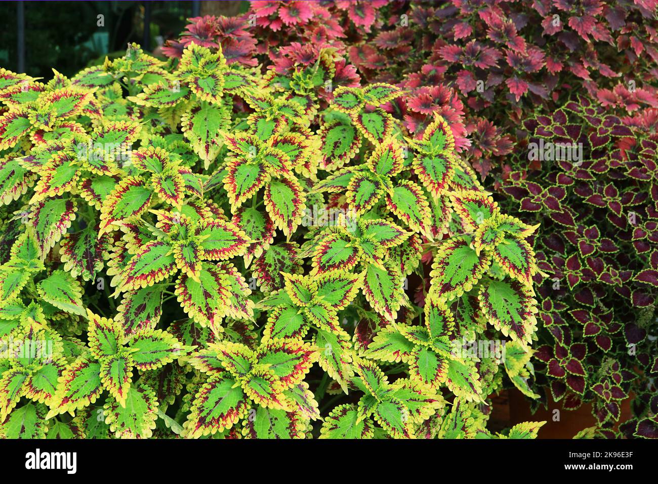 Vivid Color Painted Nettle Shrub or Coleus Plant in a Tropical Garden ...
