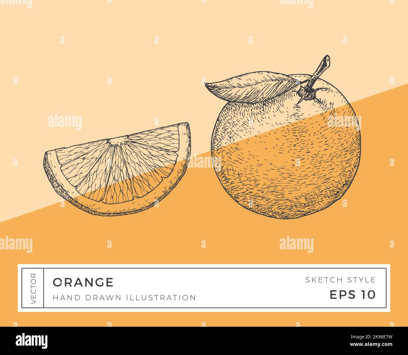 Hand Drawn Vector Orange Citrus Fruit Illustration. Vegan Plant Based ...