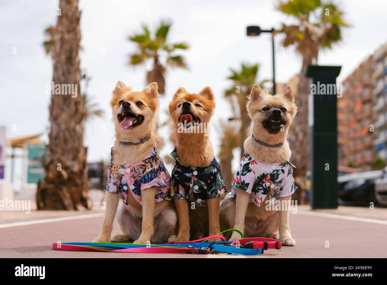 A close-up shot of three puppies in cool t-shirts standing on a street ...