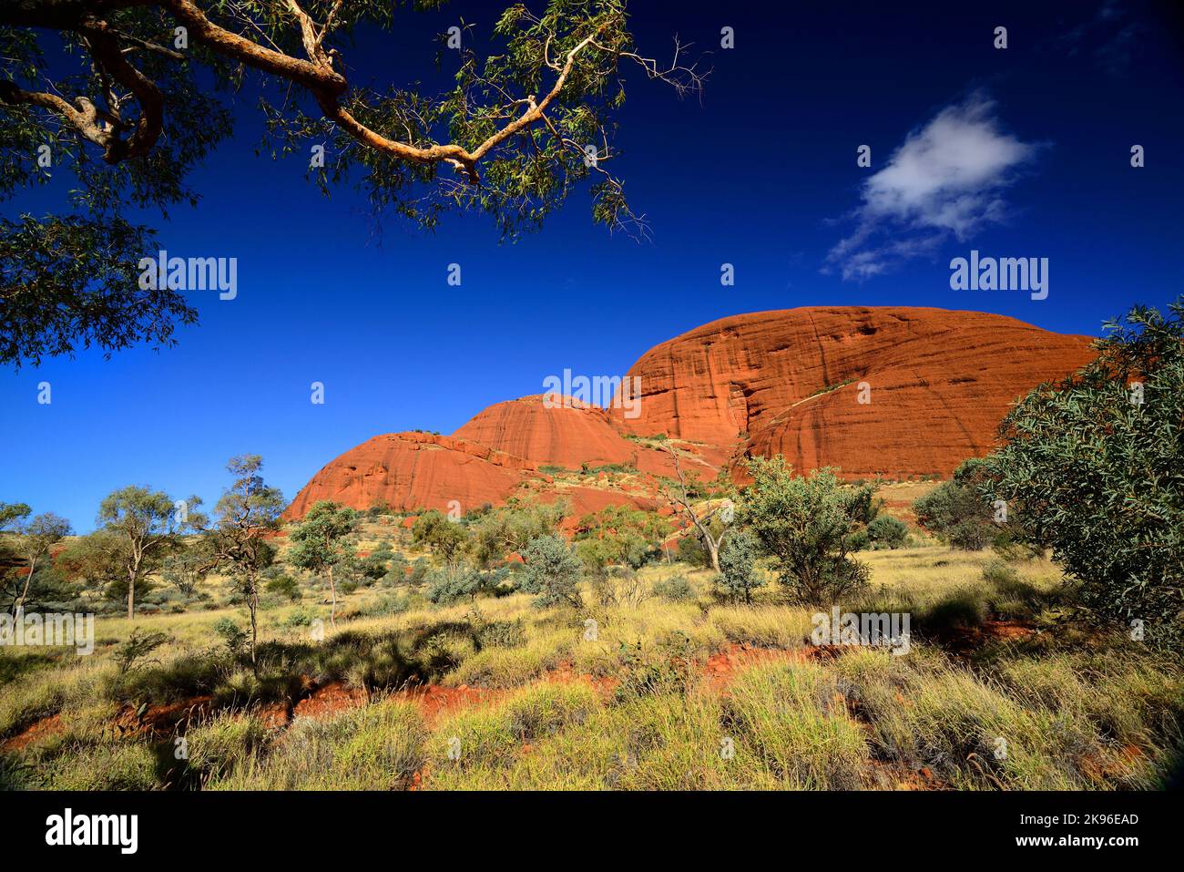 A beautiful shot of the Kata Tjuta mountain surrounded by trees in ...