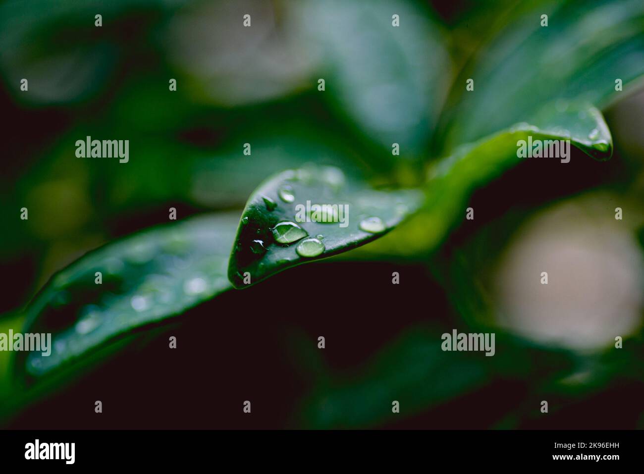 A closeup shot of round water droplets on green leaves Stock Photo - Alamy