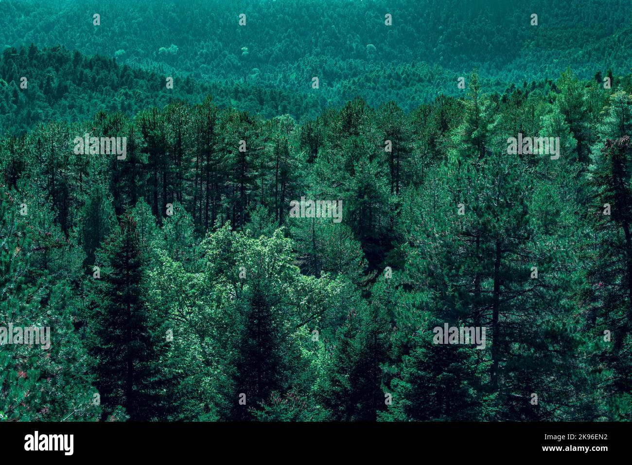 An aerial view of green pine trees in a forest in the mountains of ...