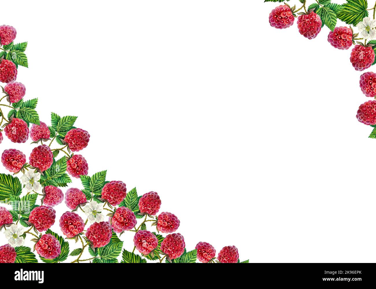 Raspberry. Frame with raspberry branches with berries and leaves ...