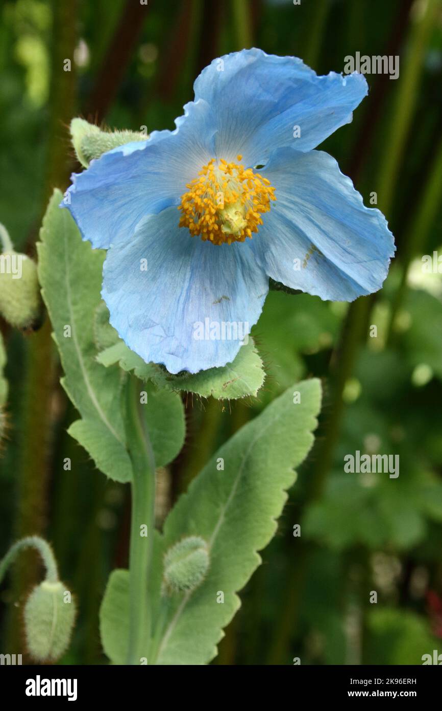 Flower of Himalayan Blue Poppy (Meconopsis betonicifolia Stock Photo ...