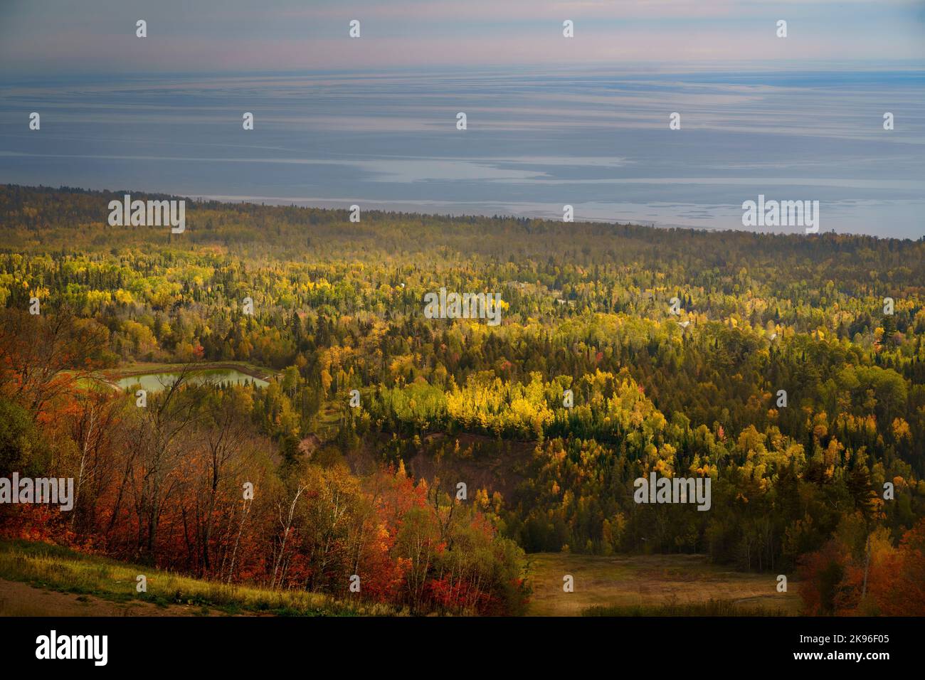 The beautiful fall colors in a forest Stock Photo - Alamy