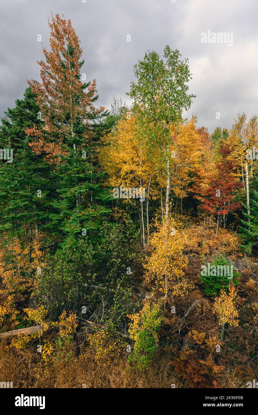 The beautiful fall colors in a forest Stock Photo - Alamy