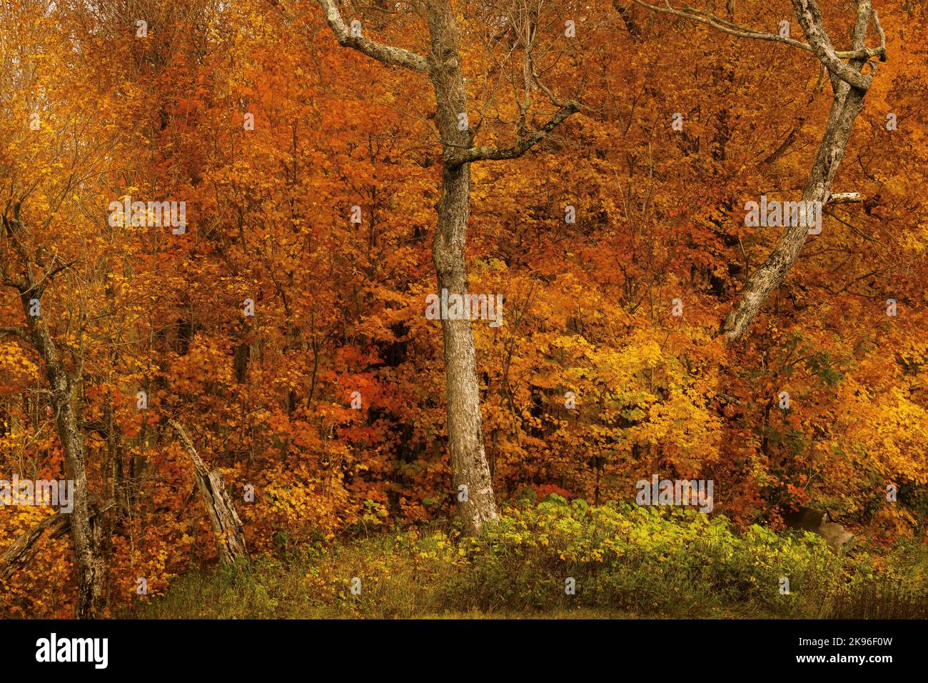 The beautiful fall colors in a forest Stock Photo - Alamy
