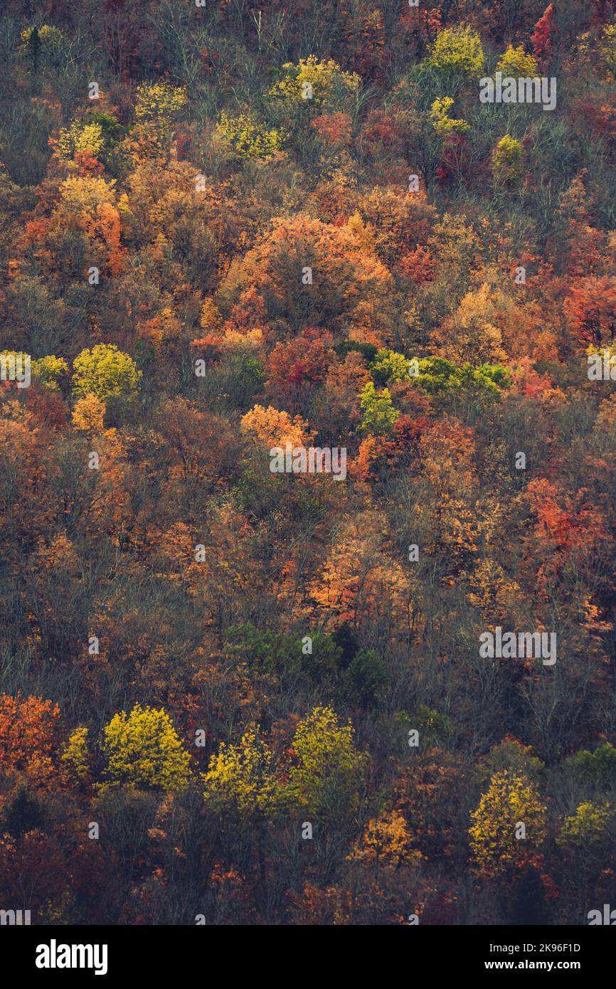 The beautiful fall colors in a forest Stock Photo - Alamy